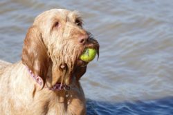 Spinone Puppies Home | Spinone Puppies