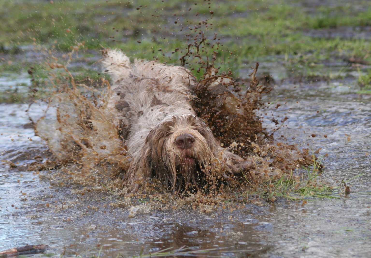 Spinone Puppies Home | Spinone Puppies
