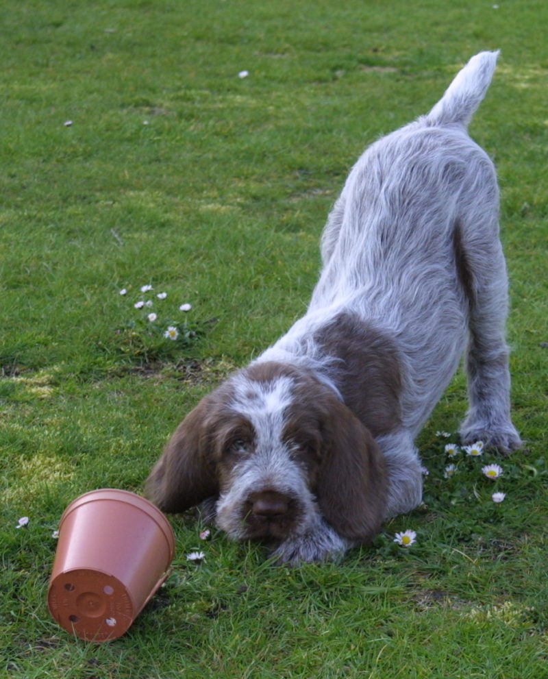 Spinone Puppies Home | Spinone Puppies