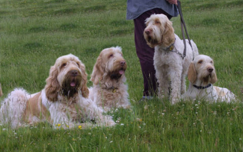 Spinone Puppies Home | Spinone Puppies